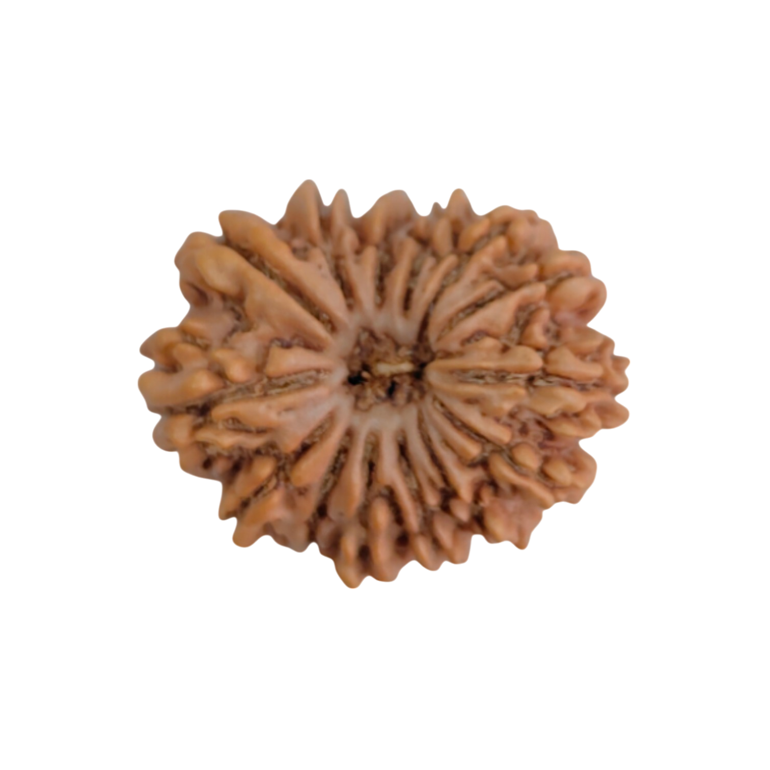 14 Types of Rudraksha, Their Mantras, and Divine Benefits Explained in ...