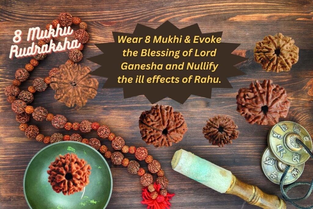 8 Mukhi Rudraksha: Importance, Power, Benefits & Mantra - Zodiac Ratna